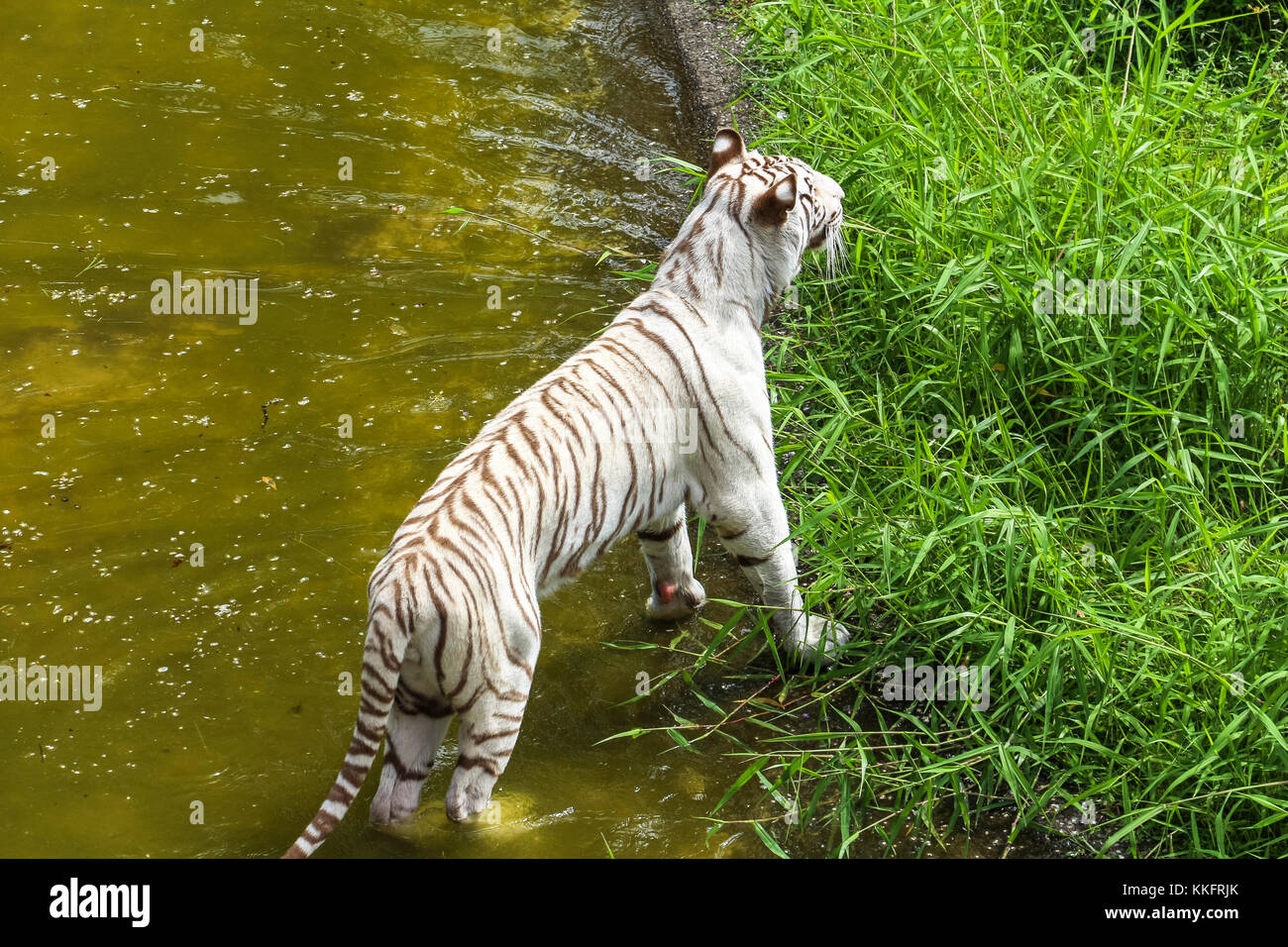 Cat in hawaii hi-res stock photography and images - Alamy