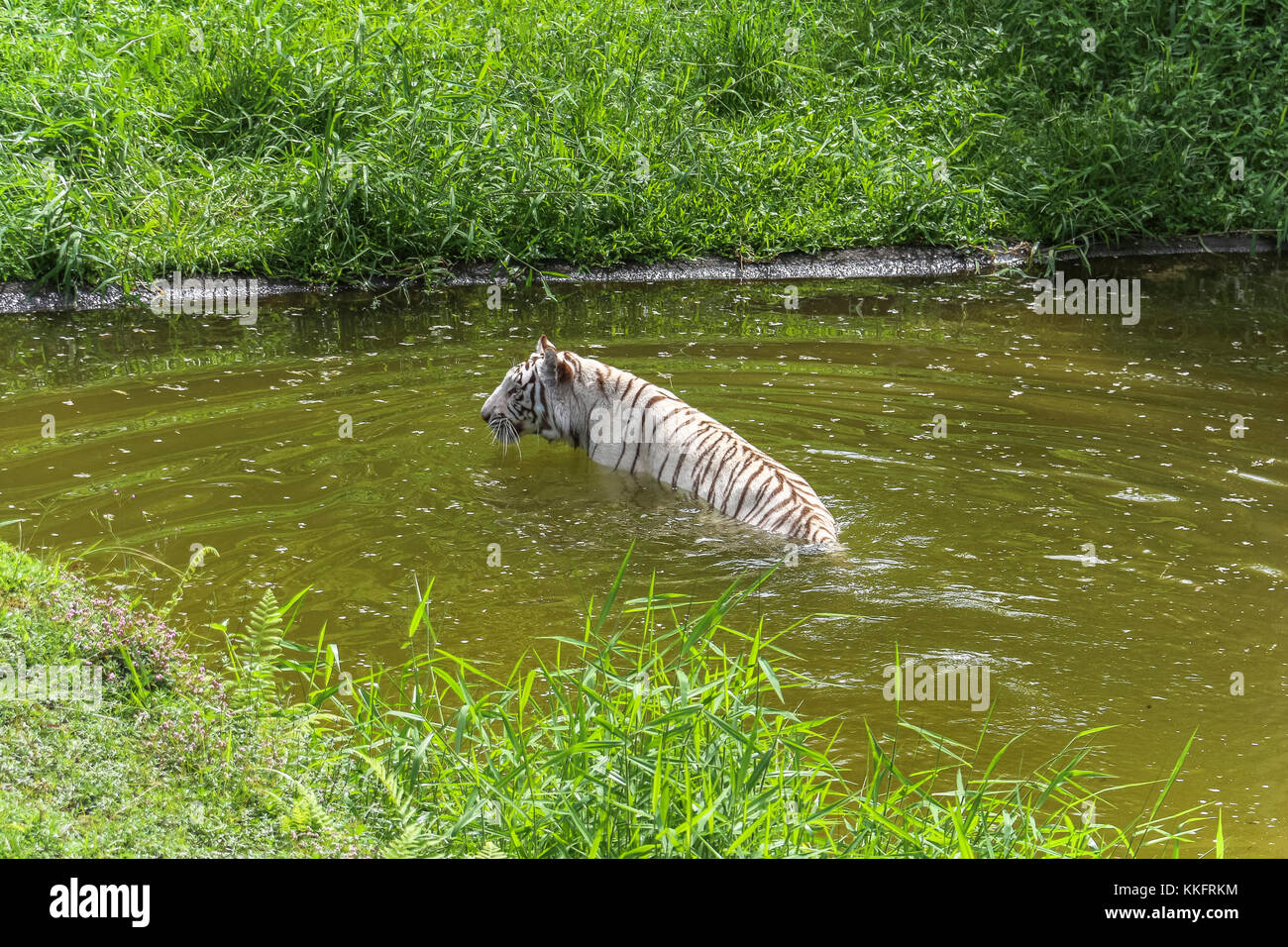 Tiger in the grass of zoo, Hawaii Big Island Stock Photo - Alamy