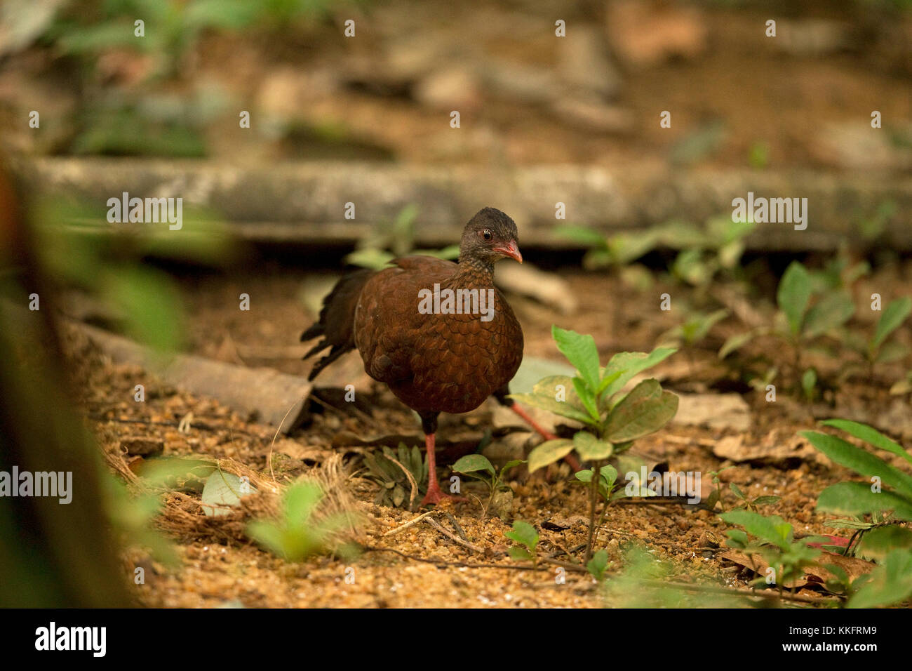 Sri Lanka Spurfowl (Galloperdix bicalcarata Stock Photo - Alamy