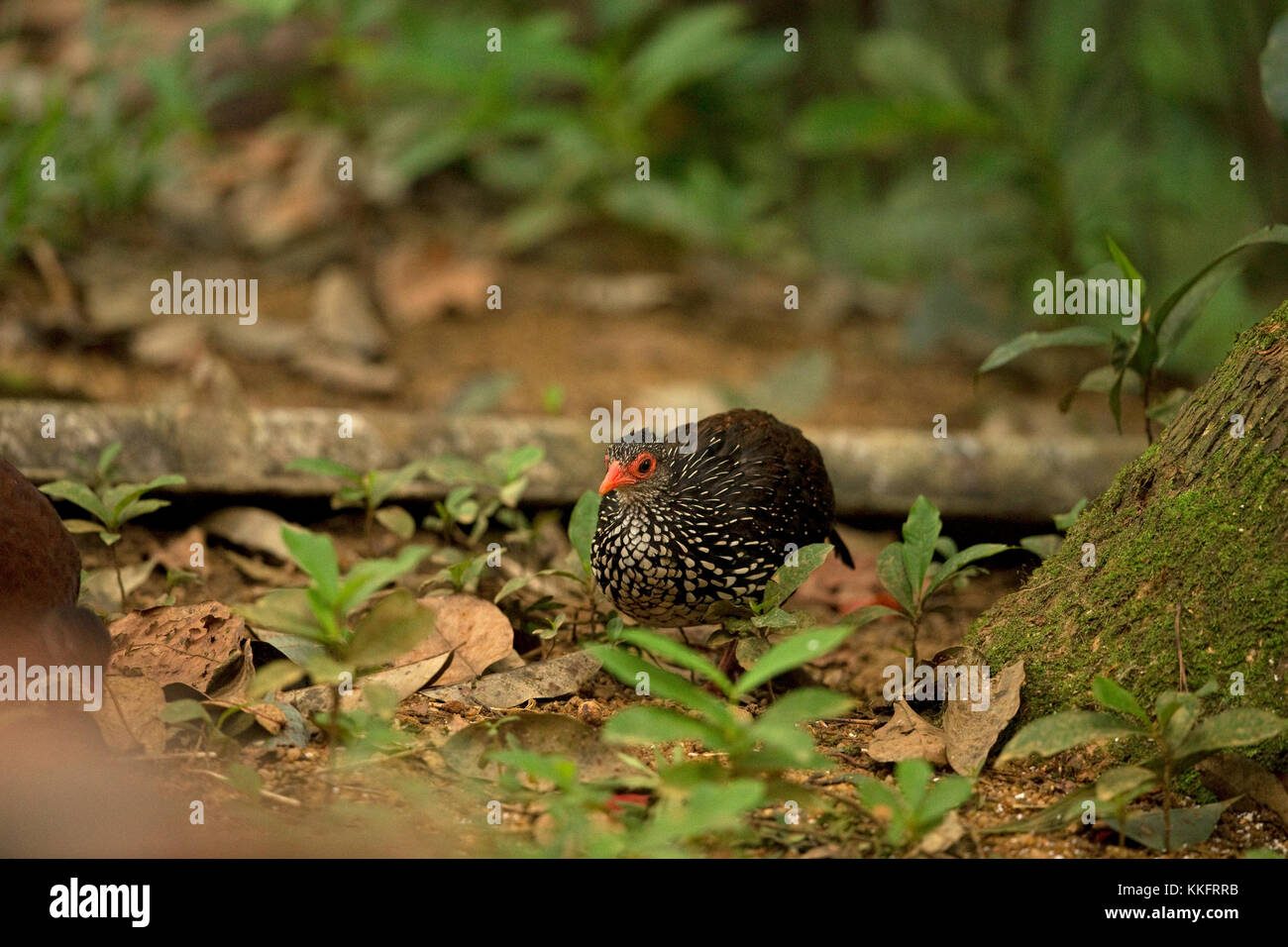 Sri lanka spurfowl hi-res stock photography and images - Alamy
