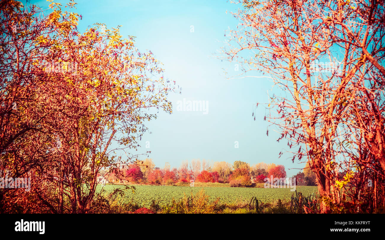 Autumn country landscape with trees , foliage and field. Fall nature ...