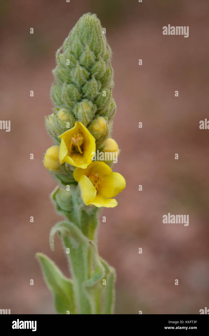 Common Mullein Flowers (Verbascum thapsus) in Colorado Stock Photo - Alamy
