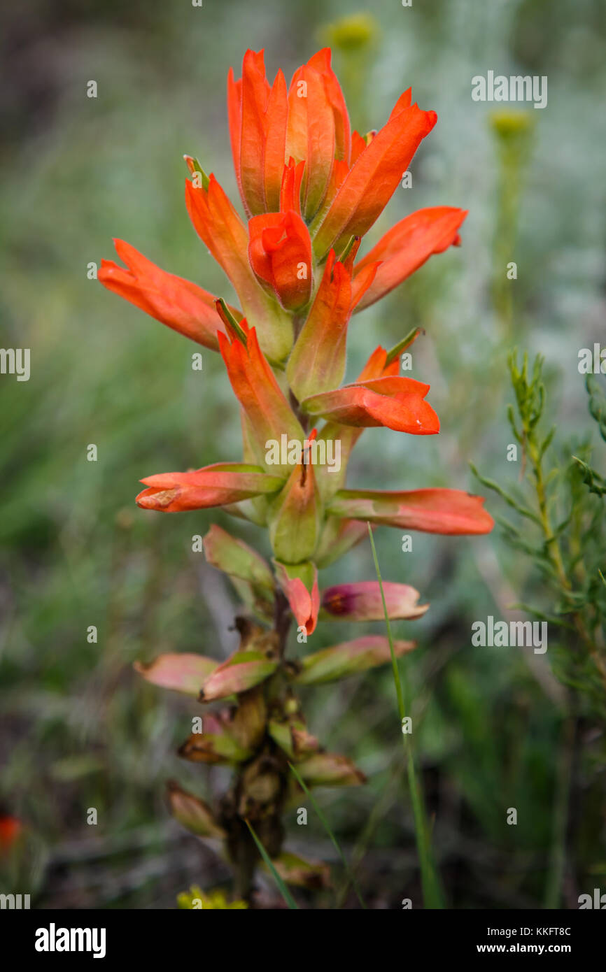 Orange paintbrush castilleja integra hi-res stock photography and ...