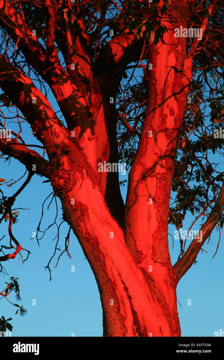 Madrone Tree at Richmond Beach Stock Photo - Alamy