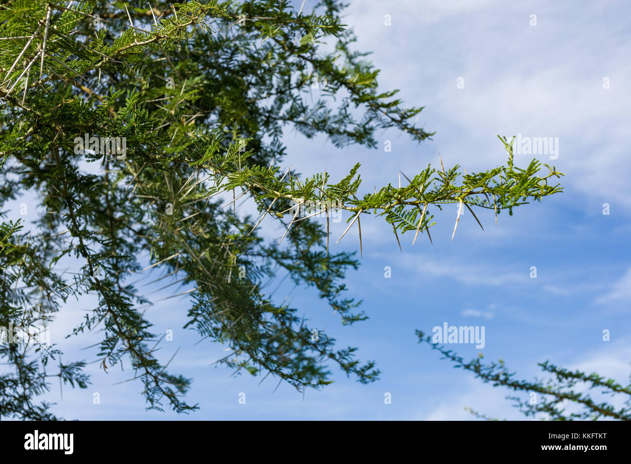 Detail of Acacia seyal tree branch with thorns and leaves, Western ...