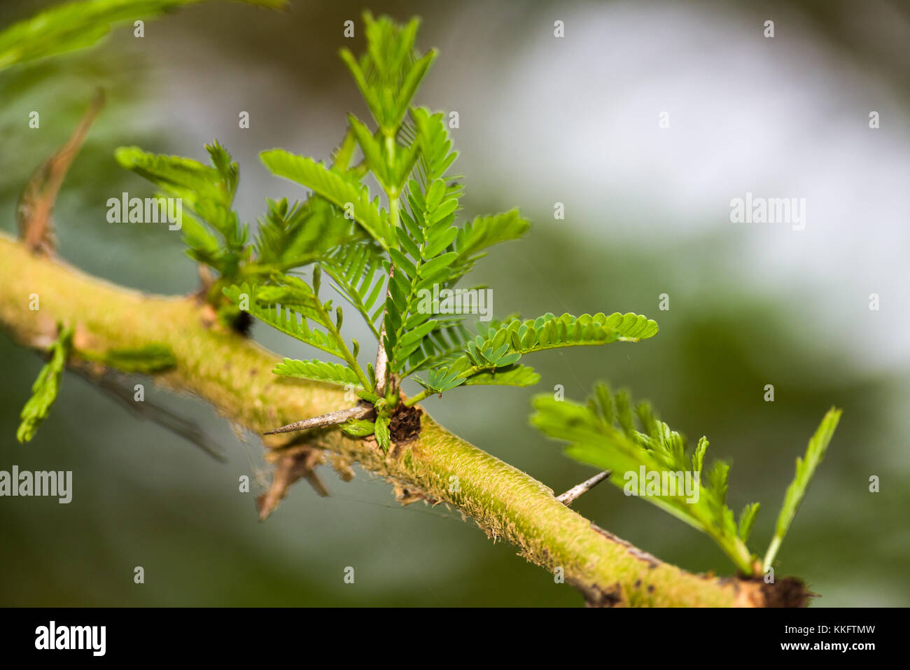 Detail of Acacia seyal tree branch with thorns and leaves, Western ...