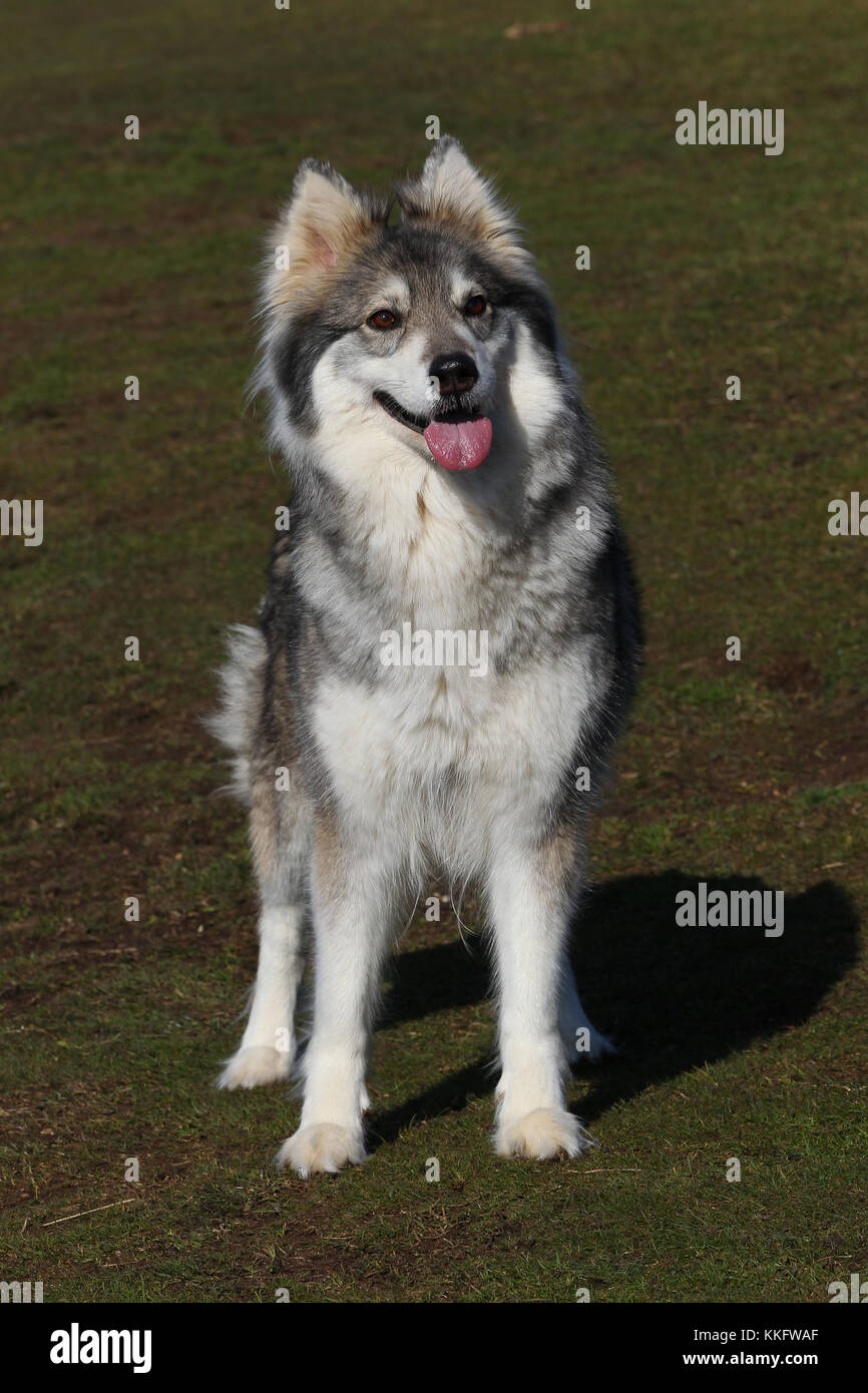 Utonagan High Resolution Stock Photography and Images - Alamy