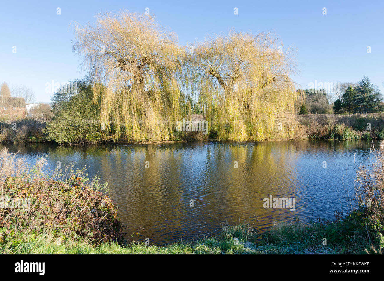 Weeping willow tree hi-res stock photography and images - Alamy