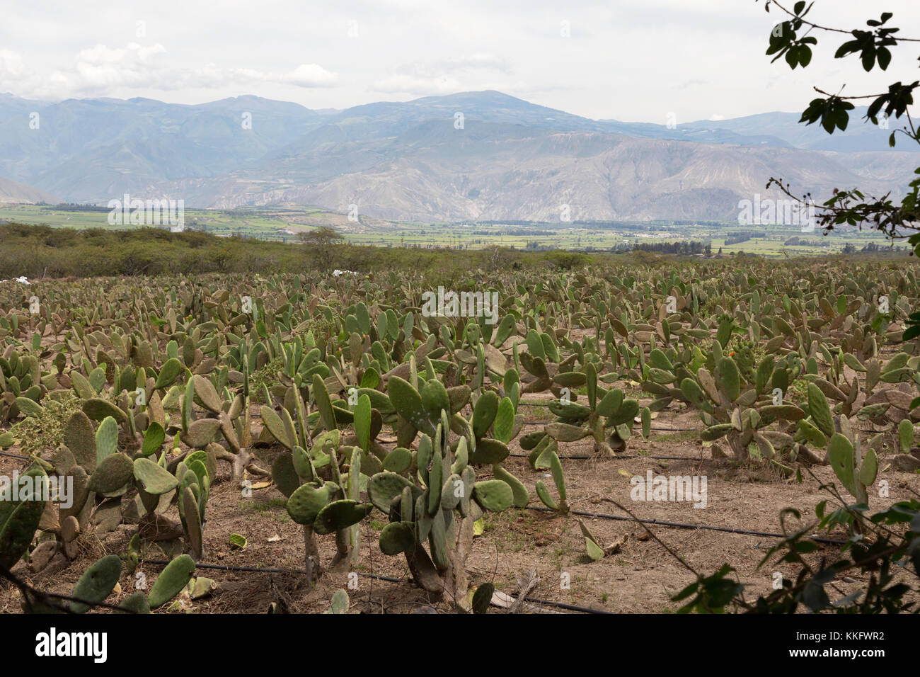 Ecuador agriculture - irrigated fields growing opuntia cactus ( prickly ...
