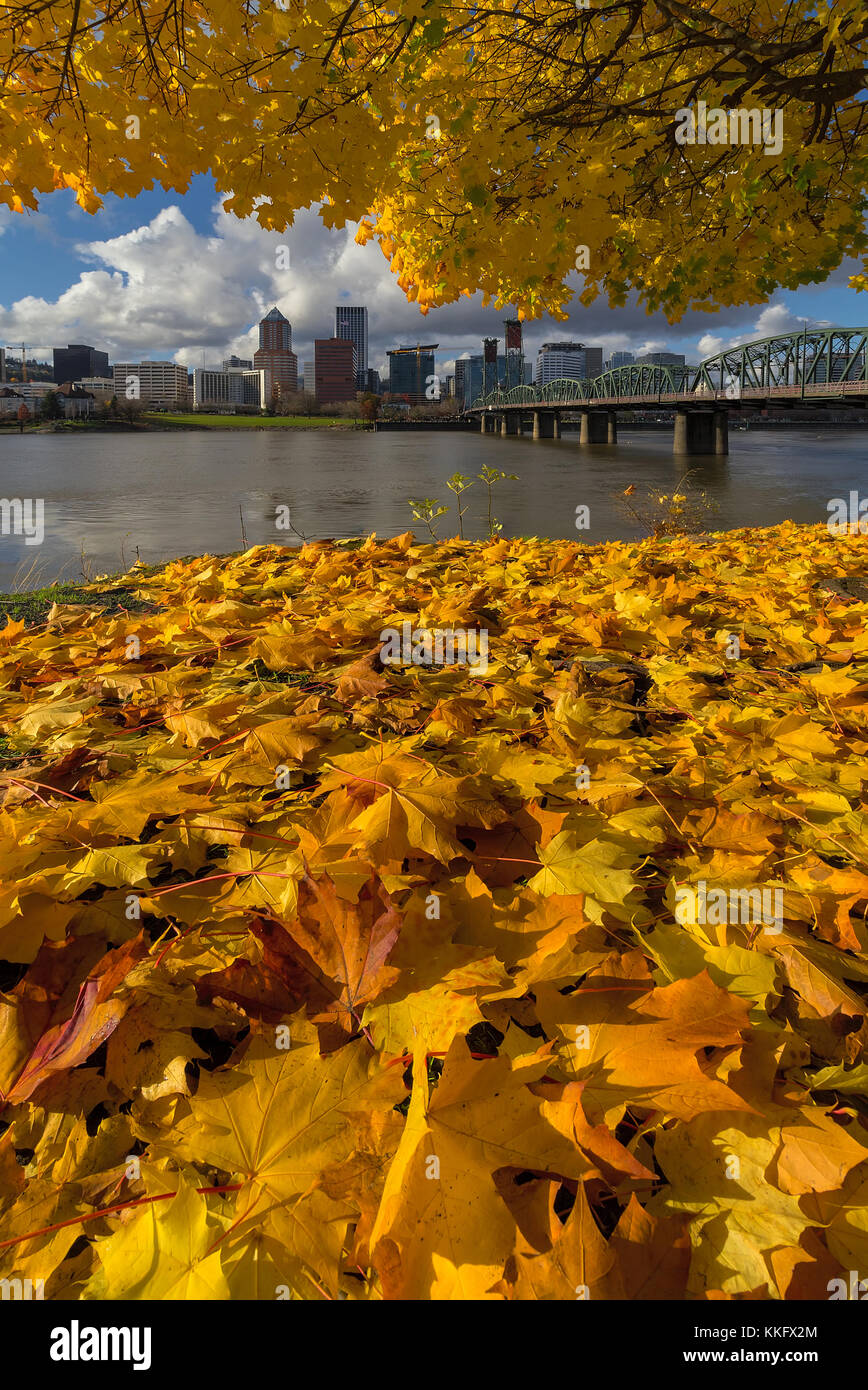 Fall Foliage under the Maple tree with Portland Oregon city skyline by ...