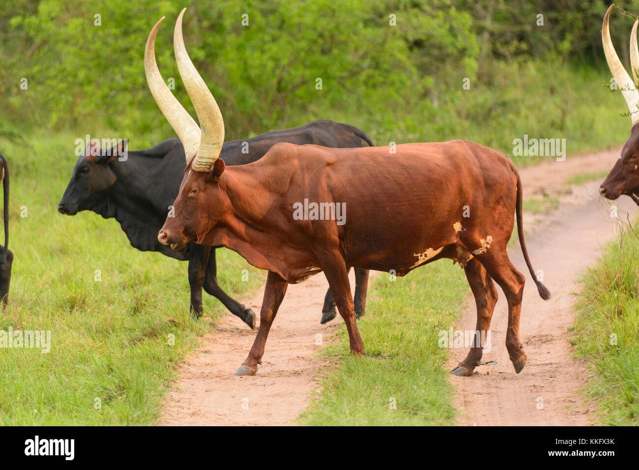 Ankole cattle hi-res stock photography and images - Alamy