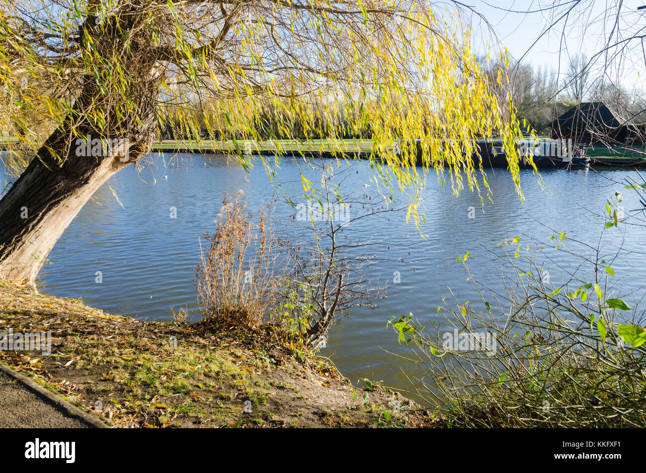 Weeping willow tree or salix babylonica on the bank of the River Avon ...