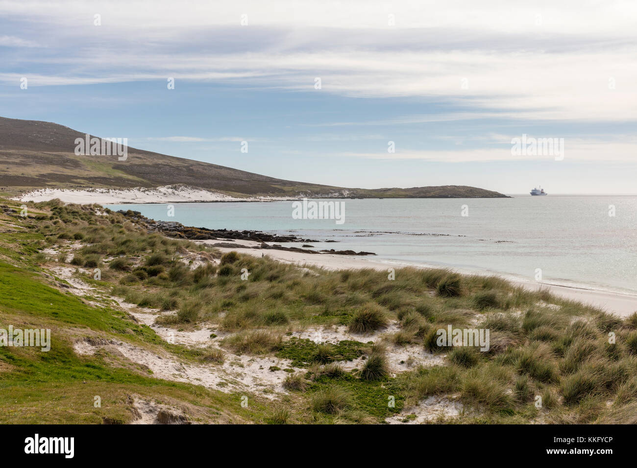Beach and dunes on Carcass Island in the Falkland Islands. A cruise ...