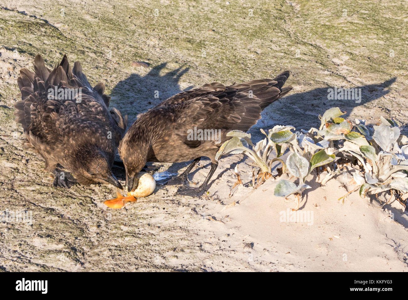 Two skuas eating a penguin egg, Saunders Island in the Falkland Islands ...