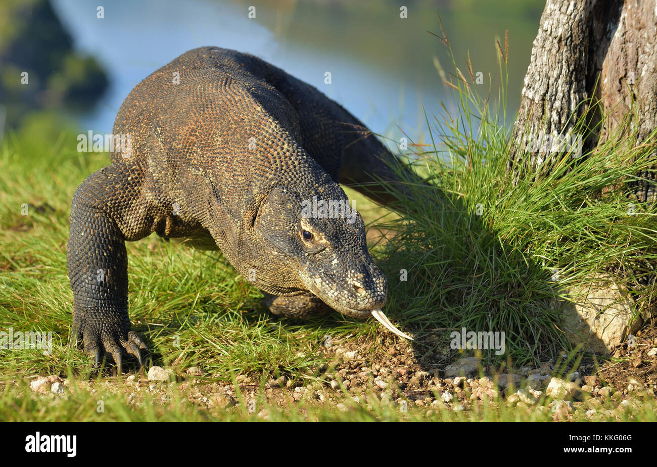 Komodo dragon ( Varanus komodoensis ) with the forked tongue sniff air ...
