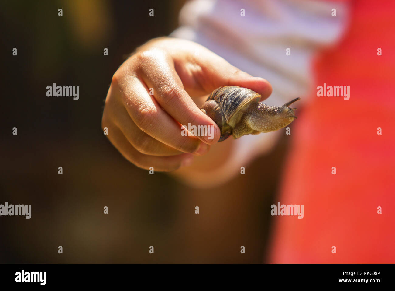 Hand holding snails hi-res stock photography and images - Alamy