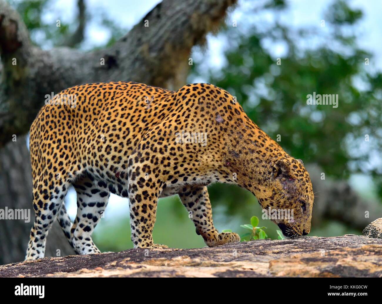 Sri Lankan Leopard