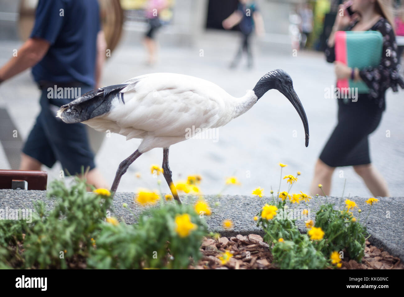 Australian city wildlife hi-res stock photography and images - Alamy