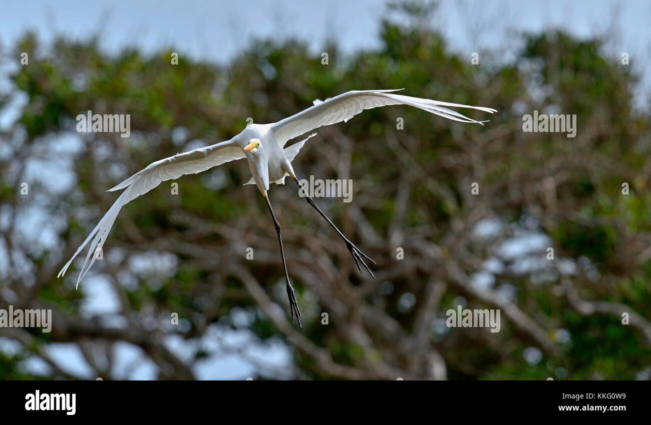 Great Egret in flight. Ardea alba, also known as the common egret ...