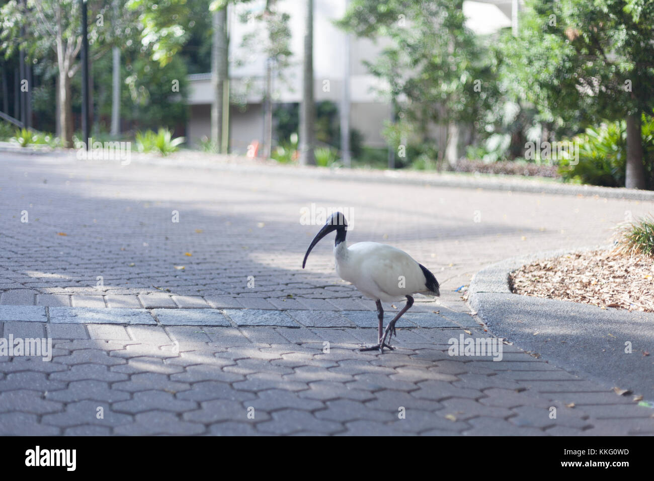 Australian city wildlife hi-res stock photography and images - Alamy