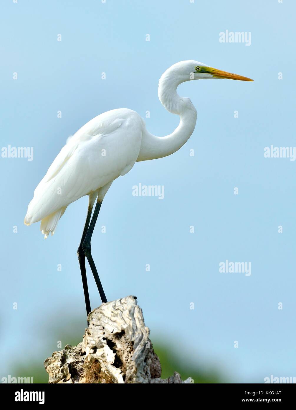 Great Egret and blue sky background Stock Photo - Alamy