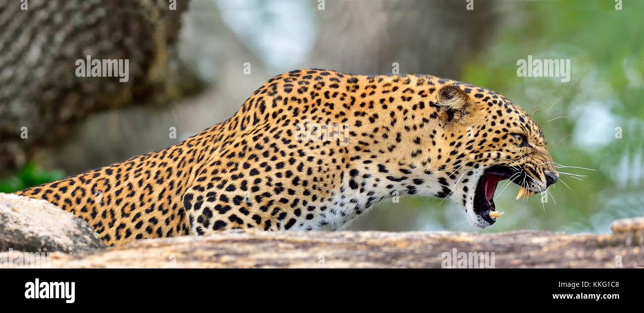 Leopard Roaring