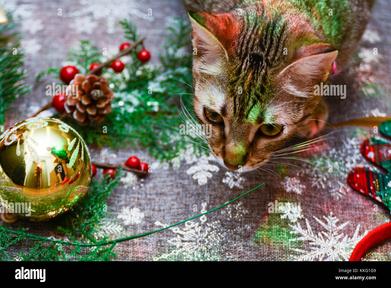 Tabby kitten enjoying the Christmas decorations Stock Photo - Alamy