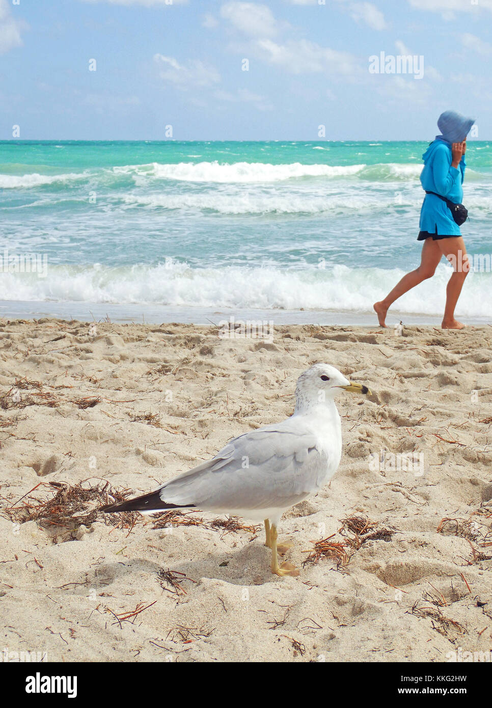 Sneaky seagull hi-res stock photography and images - Alamy