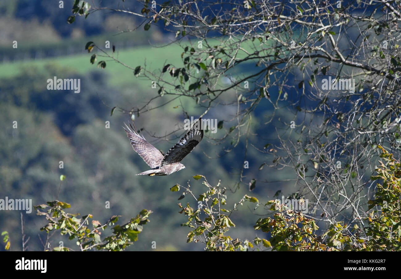 Buzzard flying between trees Stock Photo - Alamy