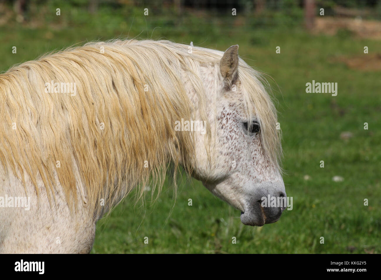 Pony Head High Resolution Stock Photography and Images - Alamy