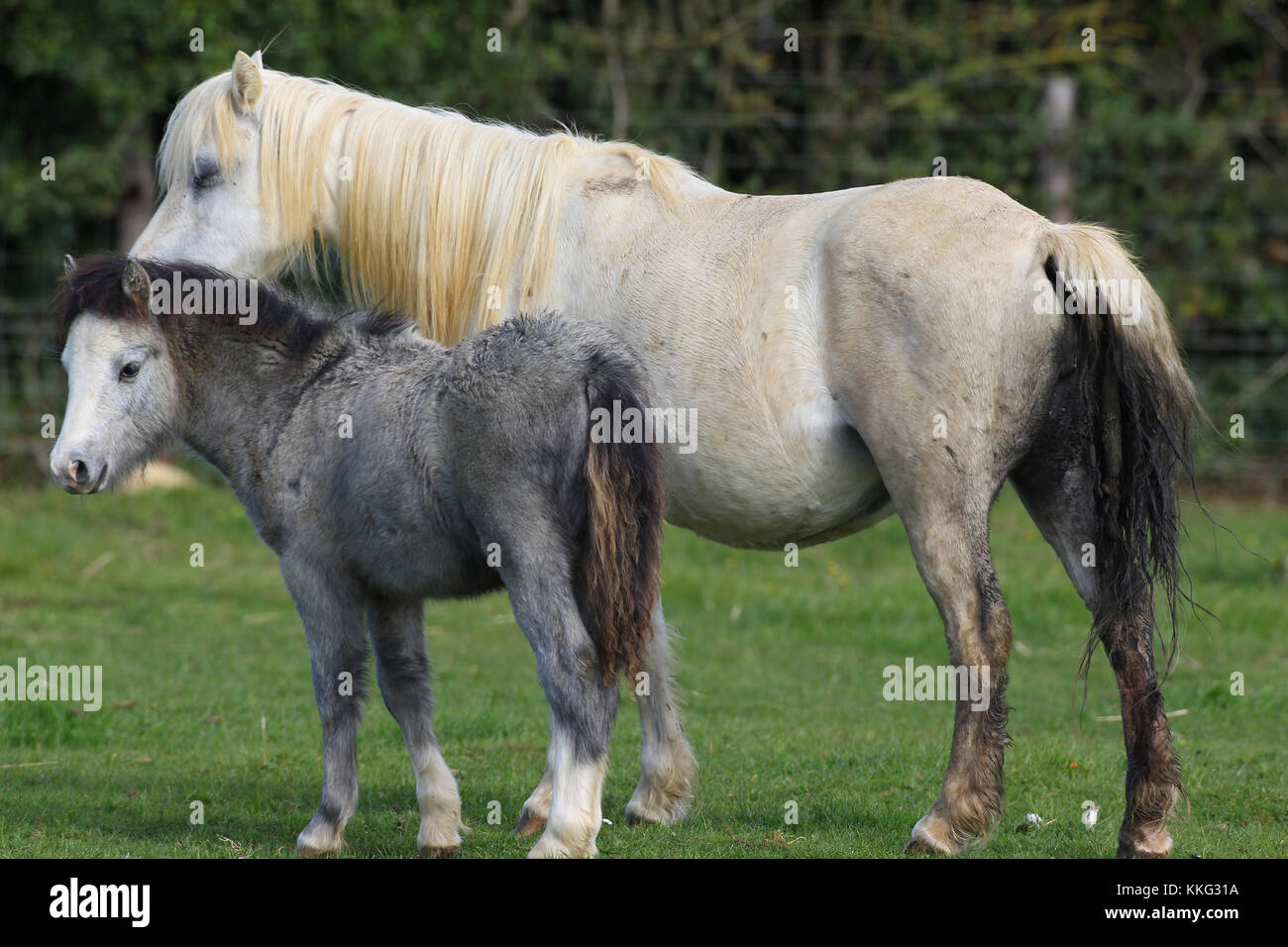 Welsh Mountain Pony High Resolution Stock Photography and Images - Alamy