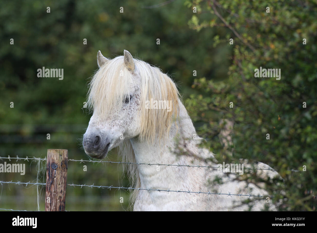Welsh pony hi-res stock photography and images - Alamy
