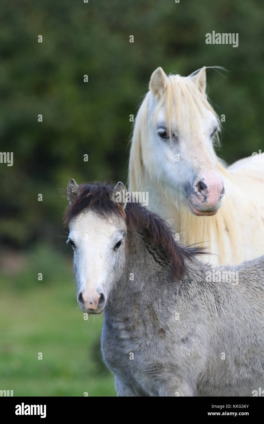 Welsh pony hi-res stock photography and images - Alamy