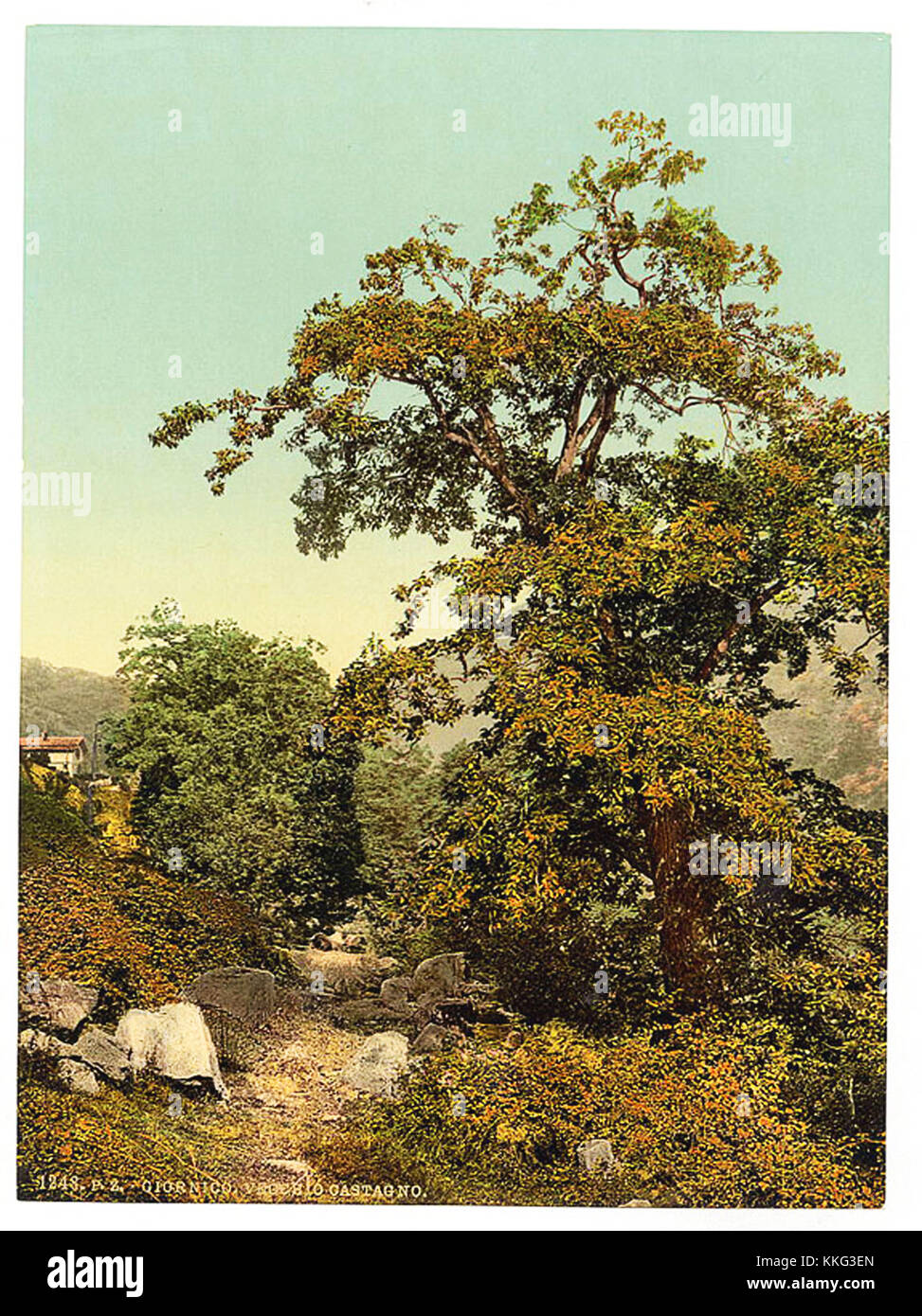 A vintage natural landscape with trees Stock Photo - Alamy