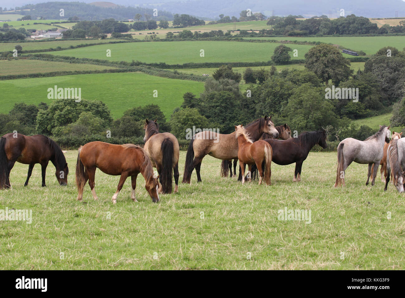Group section hi-res stock photography and images - Alamy