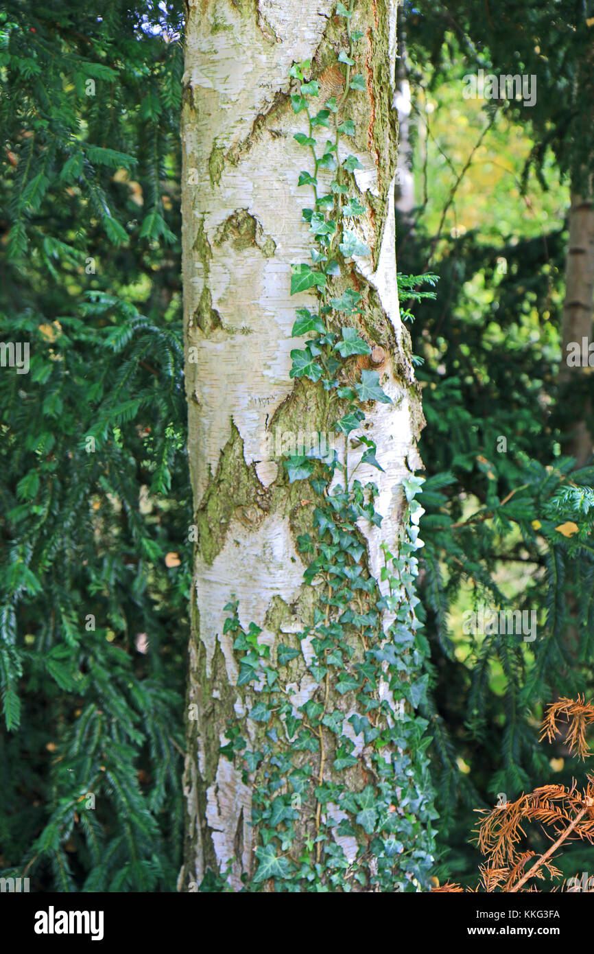 A close up view of Silver birch tree bark Stock Photo - Alamy