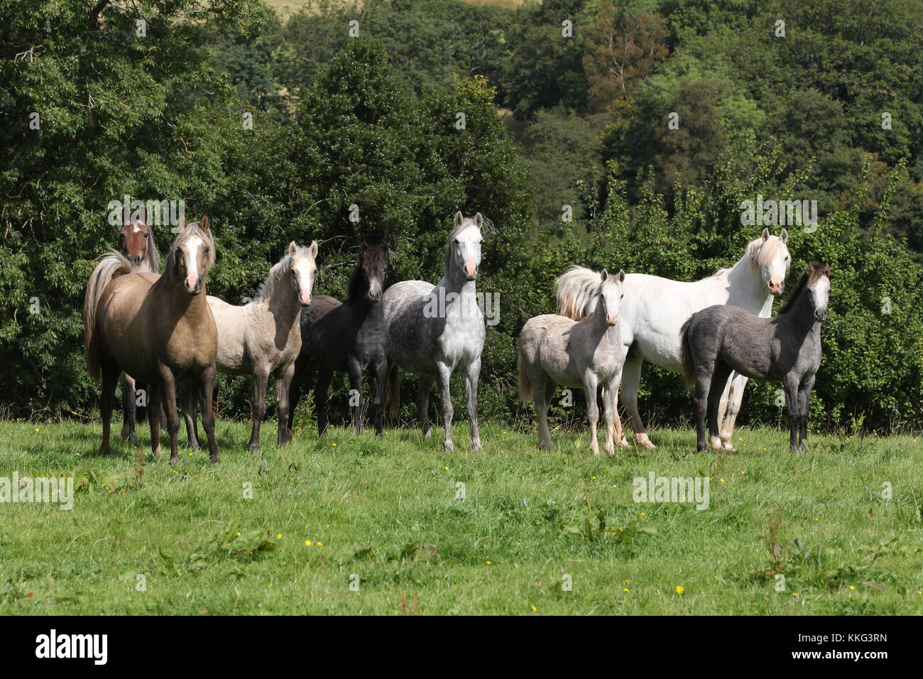 Group section hi-res stock photography and images - Alamy