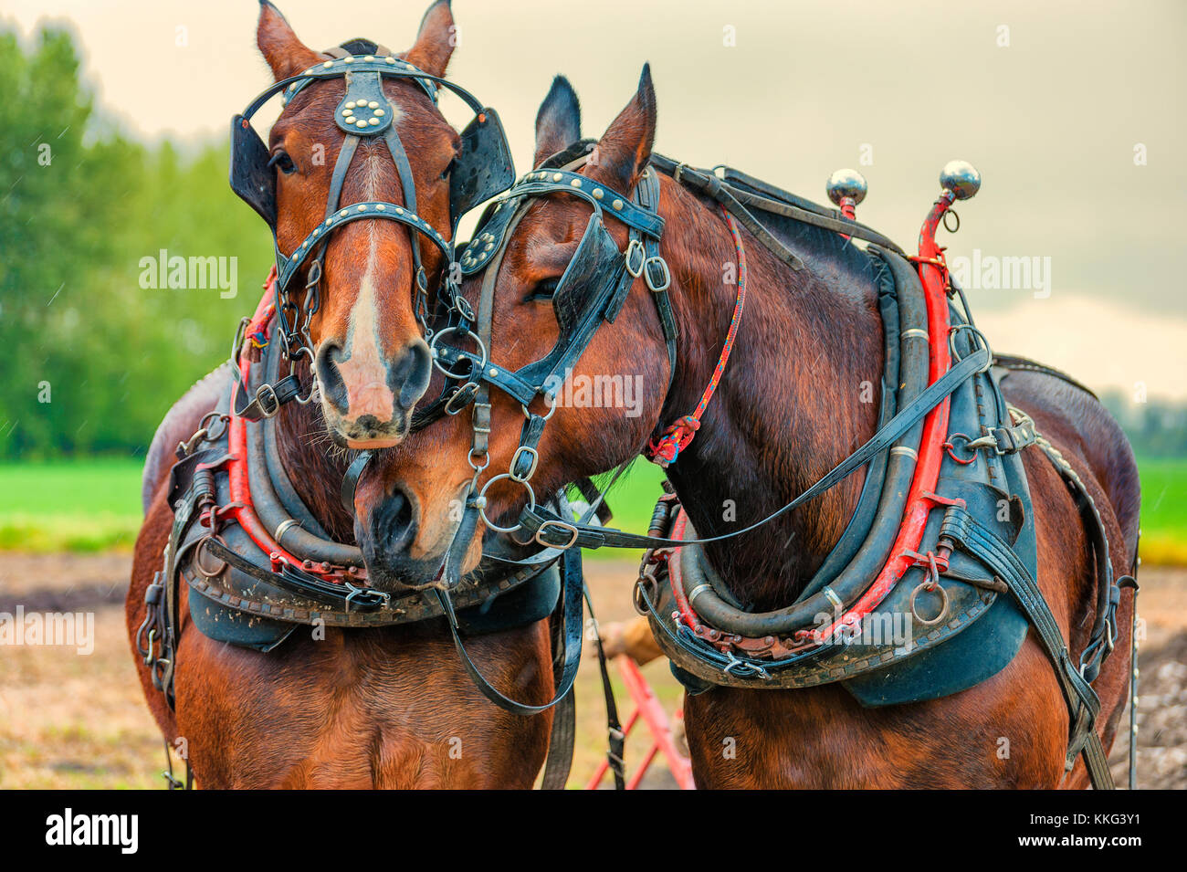 Farm animal wearing harness hi-res stock photography and images - Alamy