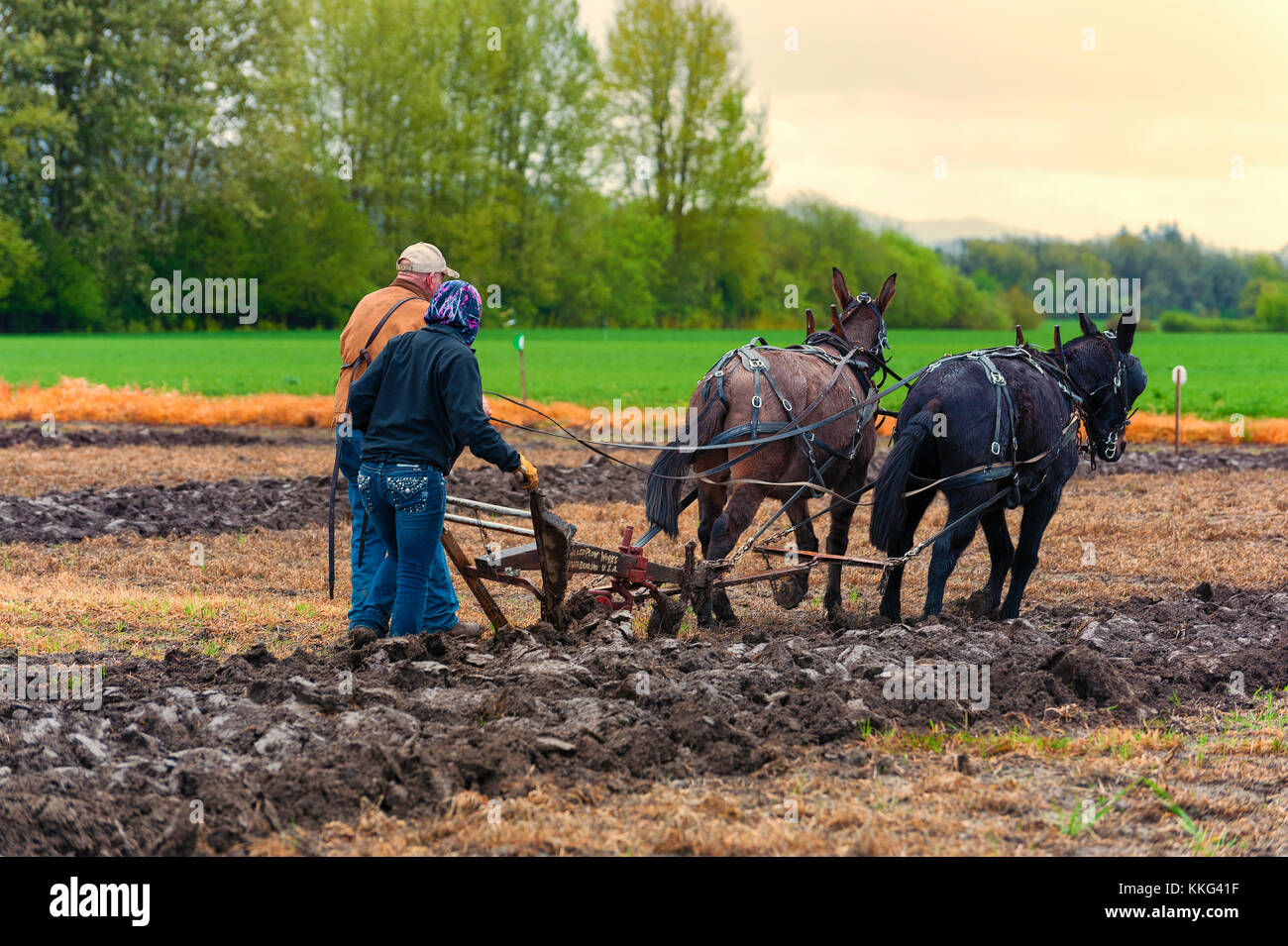 Plowing with mules hi-res stock photography and images - Alamy