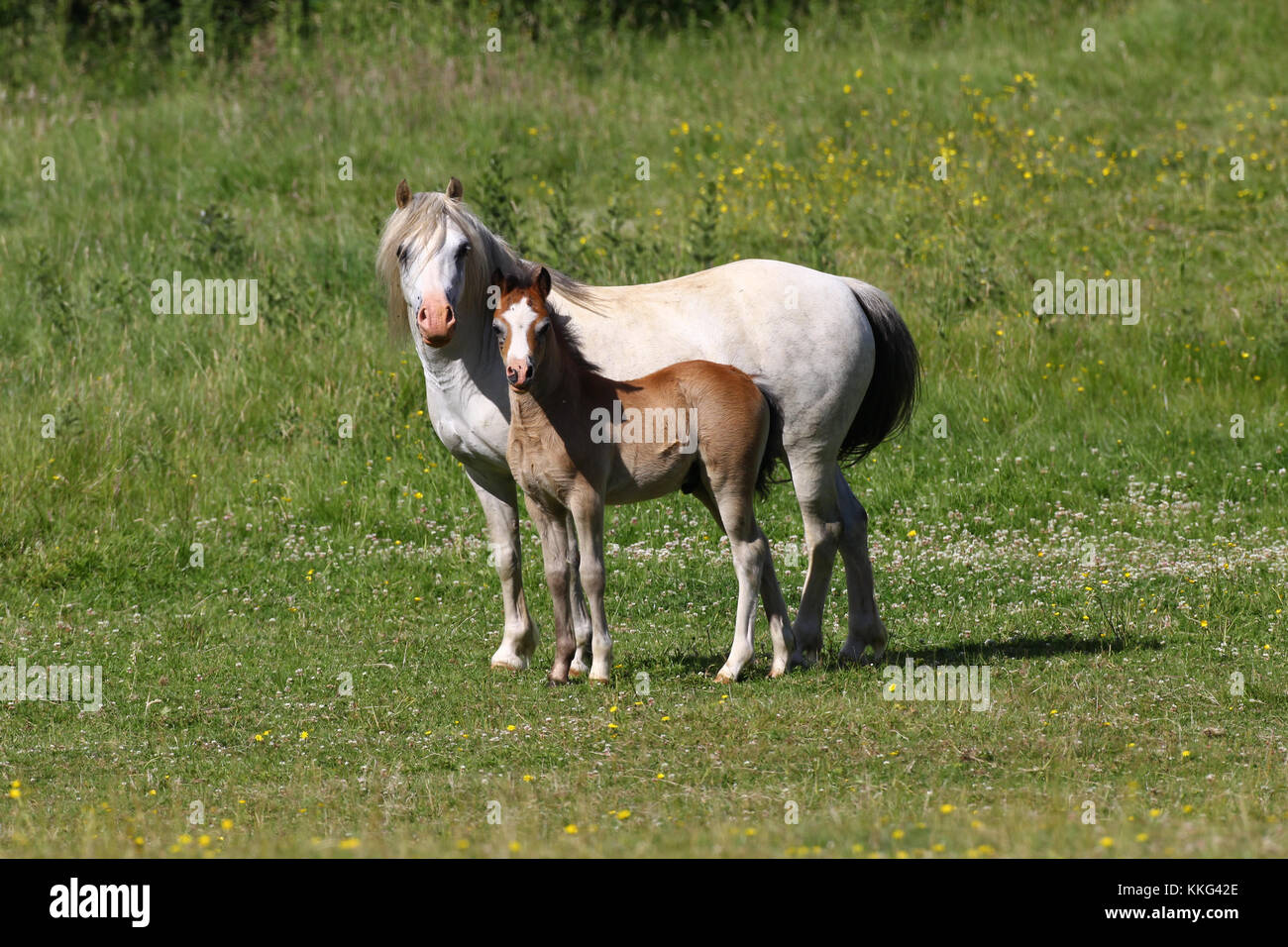 Welsh Mare And Foal High Resolution Stock Photography and Images - Alamy