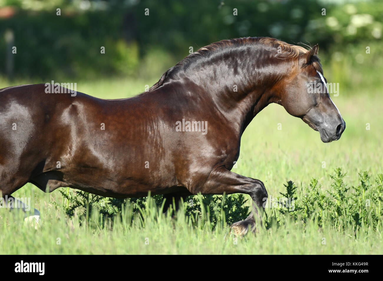 Welsh Cob Stallion High Resolution Stock Photography and Images - Alamy
