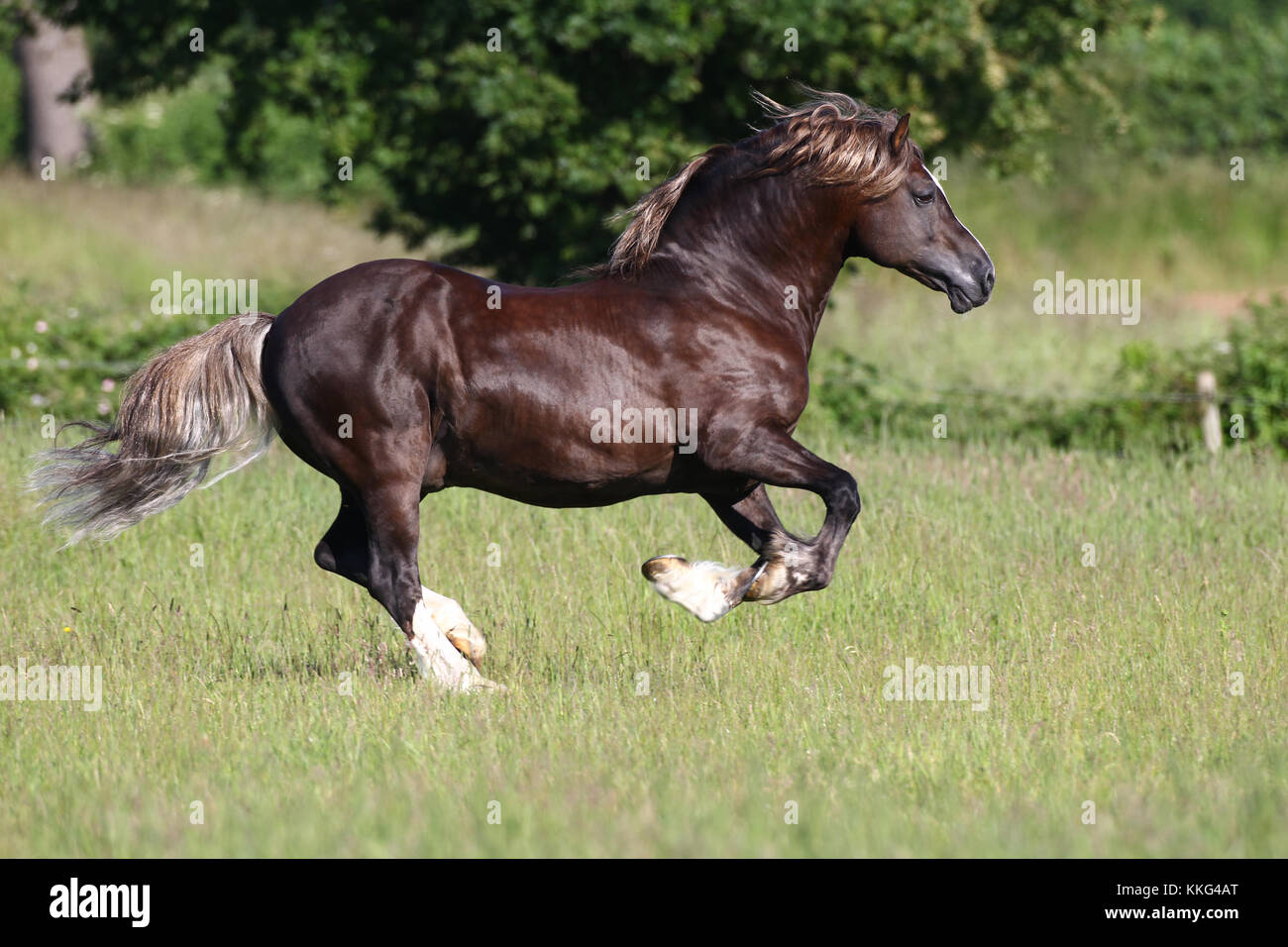 Welsh Cob Horse High Resolution Stock Photography and Images - Alamy