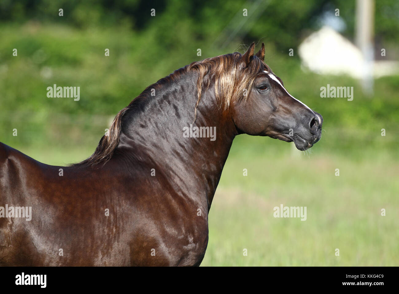 Welsh Cob Stallion High Resolution Stock Photography and Images - Alamy