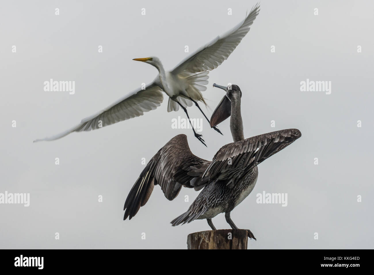 With only a limited amount of perches to go around, pelicans use their ...