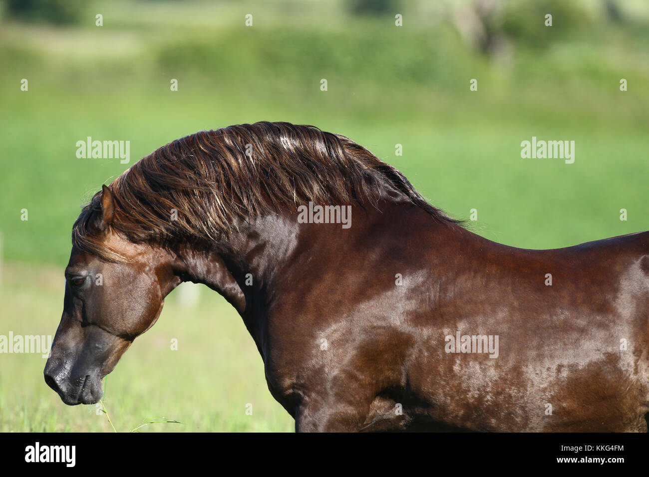 Welsh Cob Stallion High Resolution Stock Photography and Images - Alamy