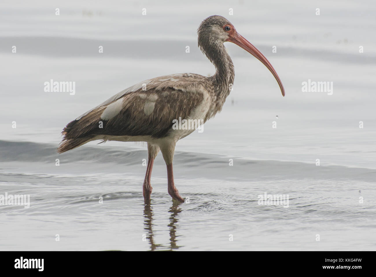 A young white Ibis with juvenile plumage before it turns white Stock ...