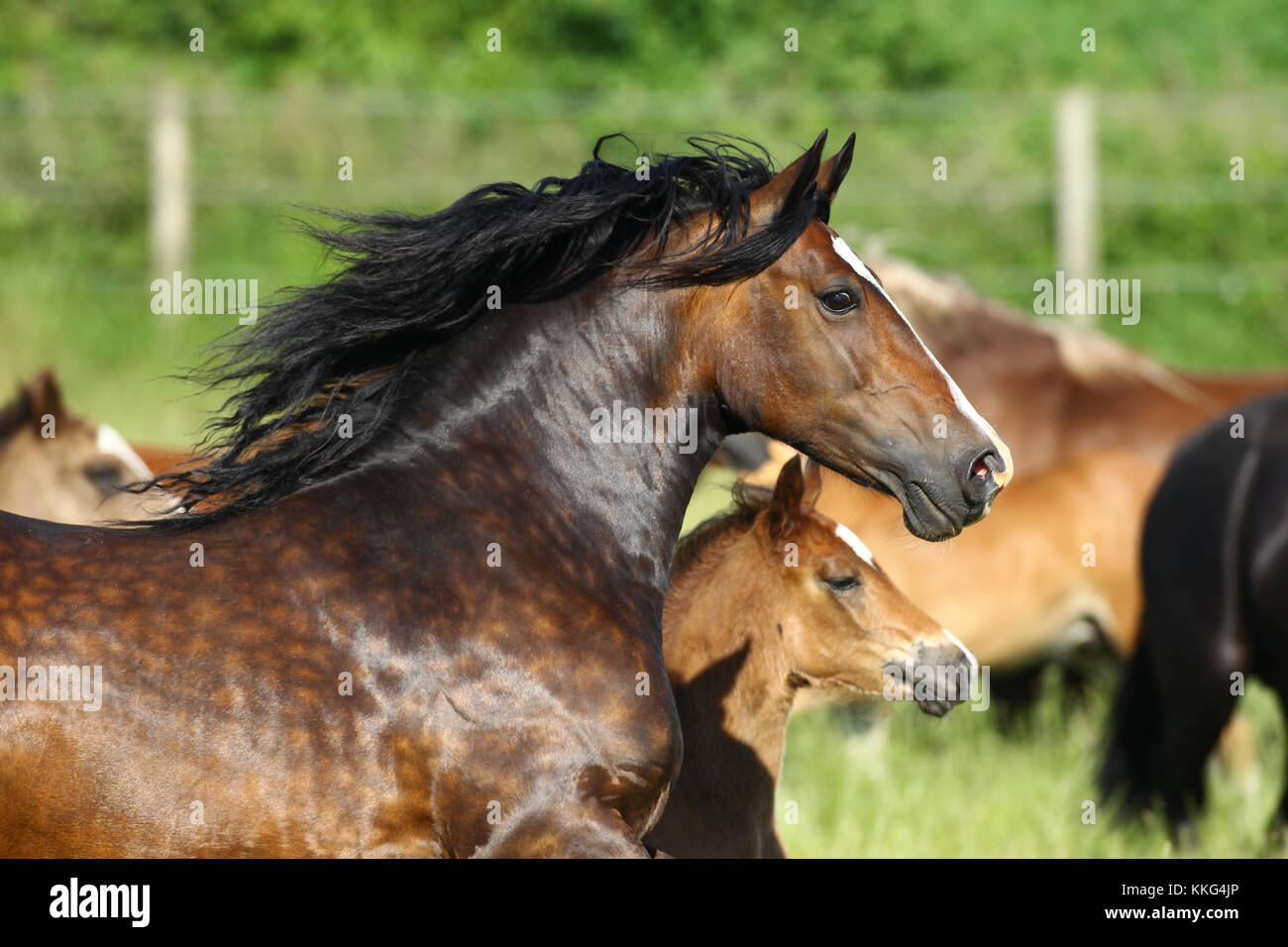 Bay Welsh Pony High Resolution Stock Photography and Images - Alamy