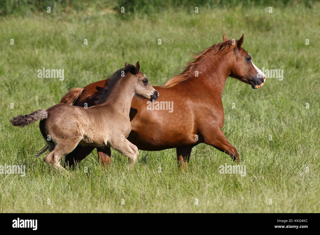 Welsh Pony Section D High Resolution Stock Photography and Images - Alamy