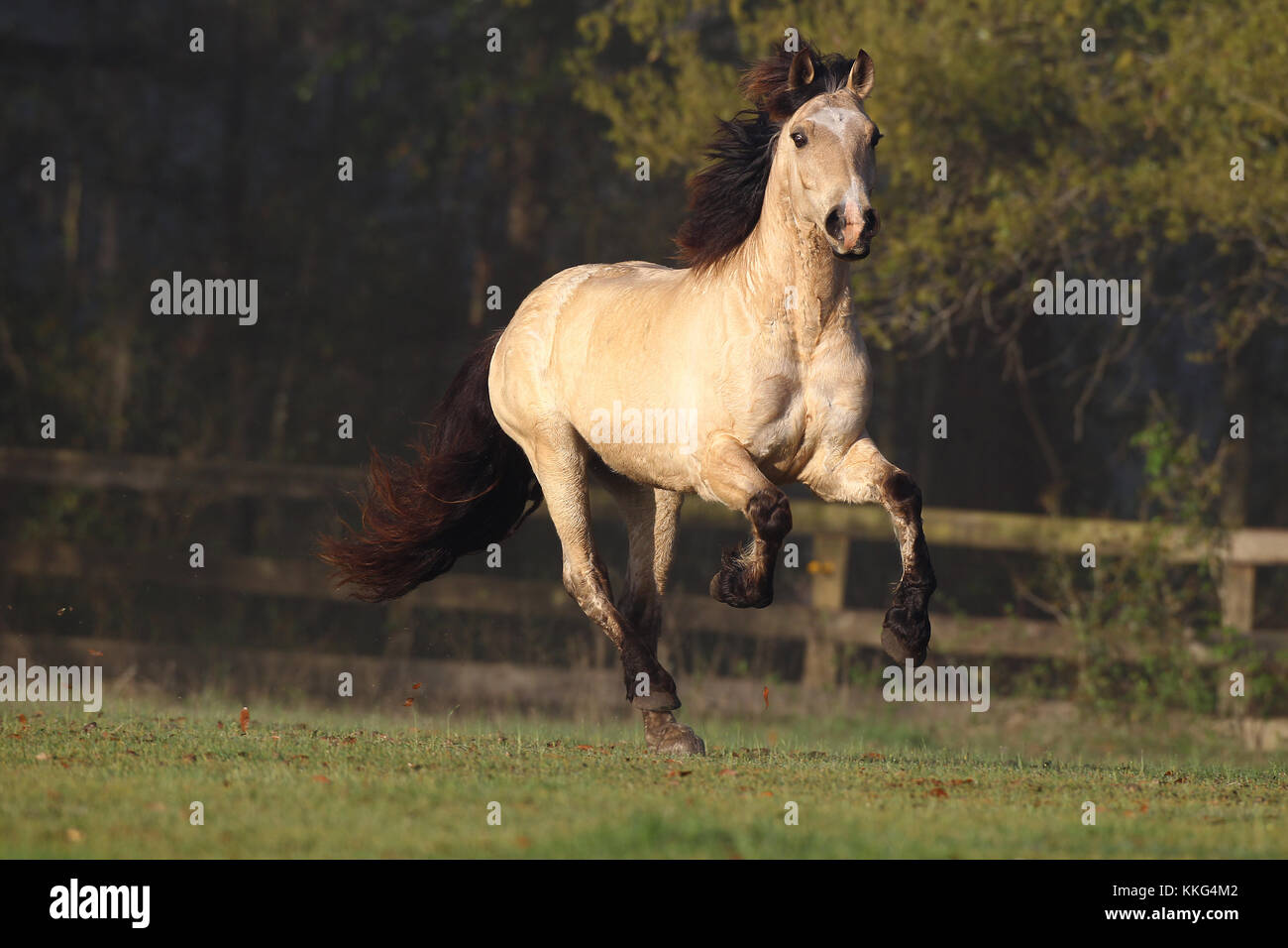 Welsh Pony Section D High Resolution Stock Photography and Images - Alamy