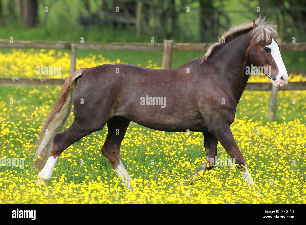 Yellow flowers and horse hi-res stock photography and images - Alamy